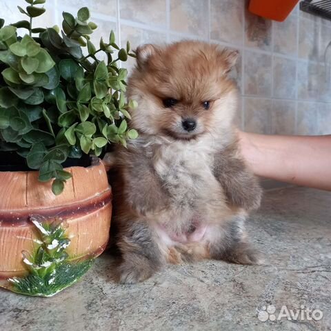 Померанский шпиц