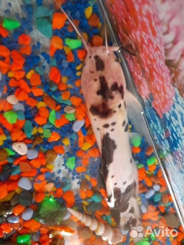 Продам сомика