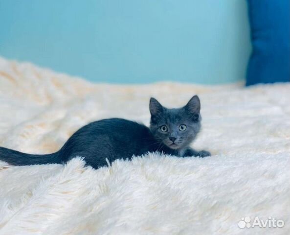 Нежная маленькая девочка Грея