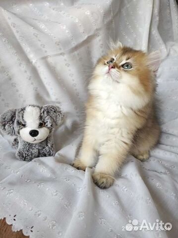 Британский золотой мальчишка