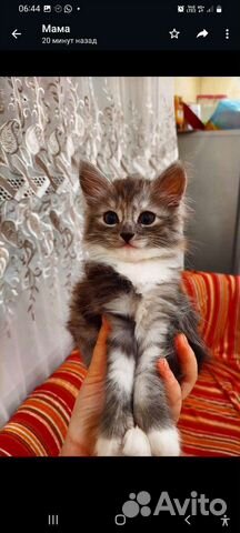 Котята сибирской кошки
