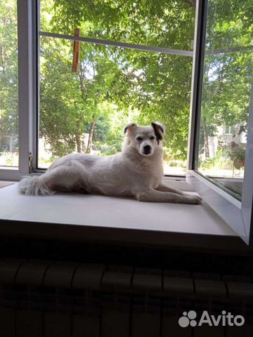 Нашли собаку отдадим в хорошие добрые руки