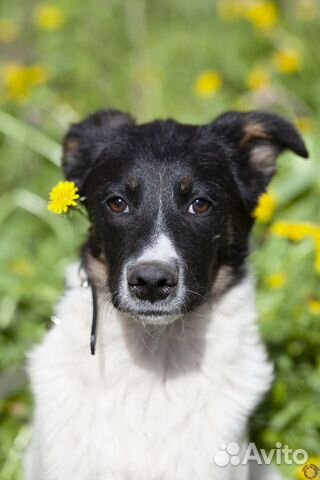 Щенки Чук и Гек в добрые руки