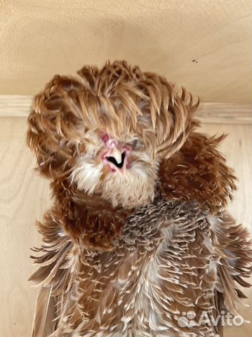 Карликовый Падуан Шамоа