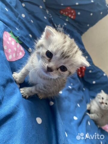 Скоттиш страйт котята