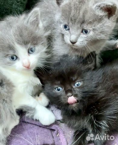 Котята в доьрые руки