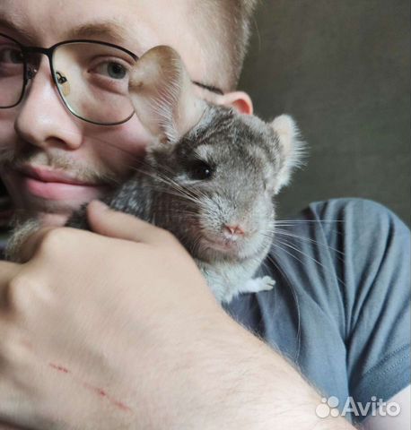 Шиншилла девочка
