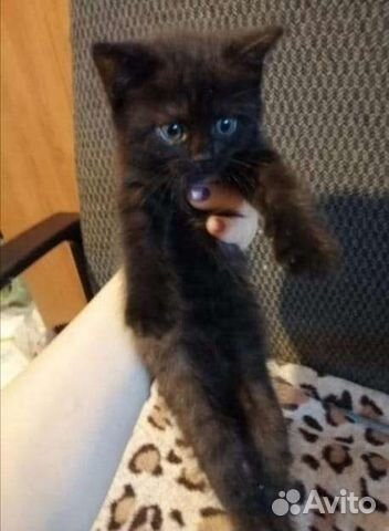 Котята