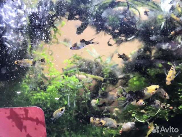 Отдам мальков моллинезии
