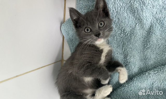 Котенок Софа