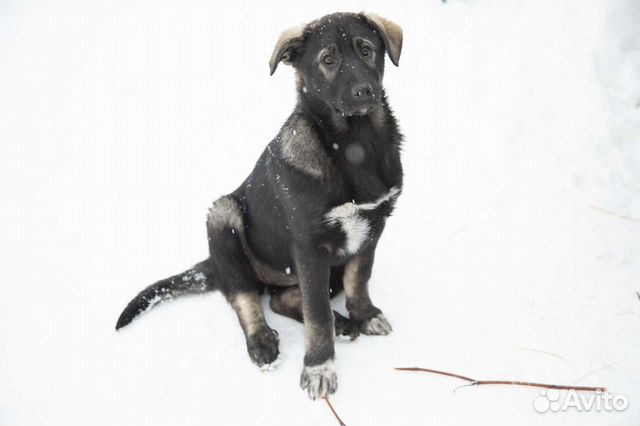 Супер-щенок. Урсула, 4 месяца, в дар