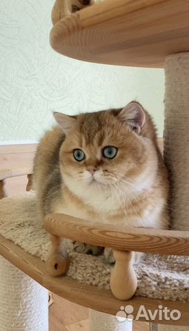 Котик золотой британский