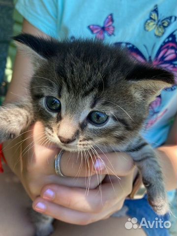 Котенок от домашней кошки в деревне