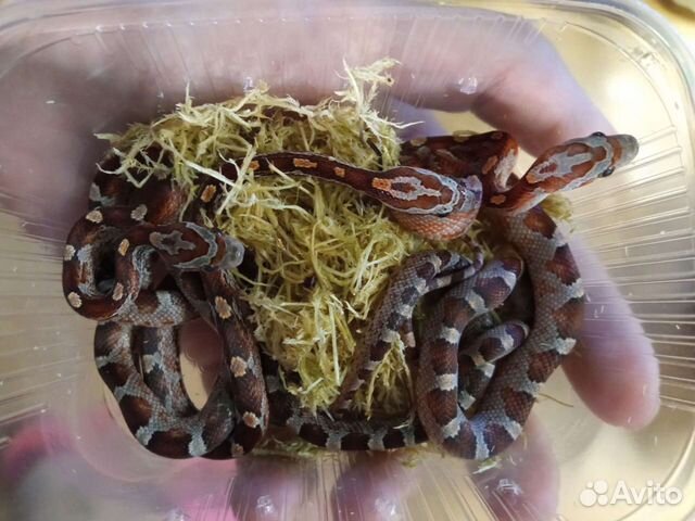 Маисовый полоз bloodred