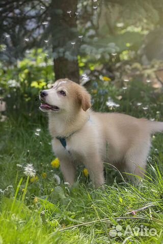 Щенок (мальчик, 3 месяца) в дар