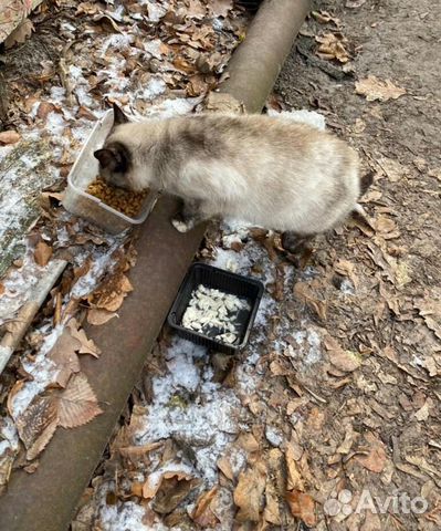 Кошечке тайке нужна ответственная семья