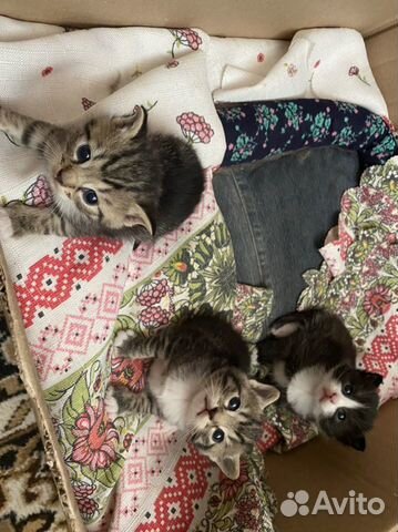 Котята в добрые руки бесплатно