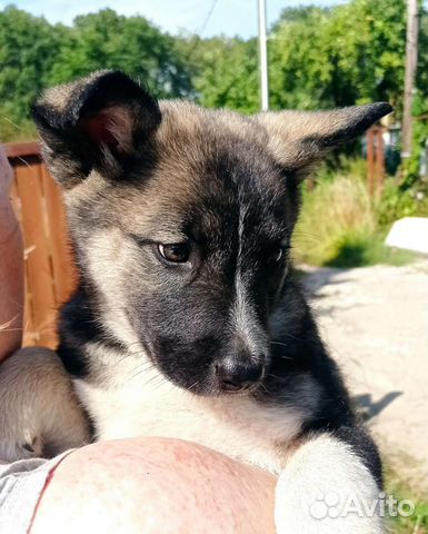 Собака в добрые руки отдам бесплатно