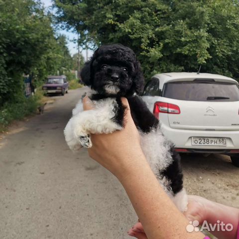 Собаки щенки