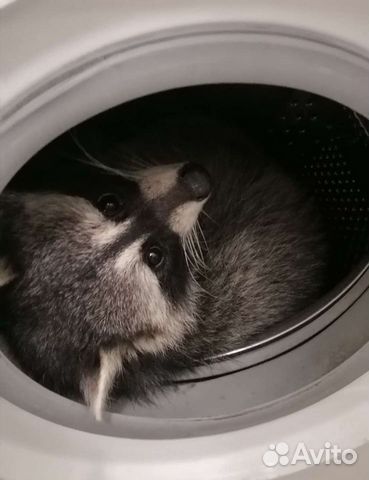Енот полоскун