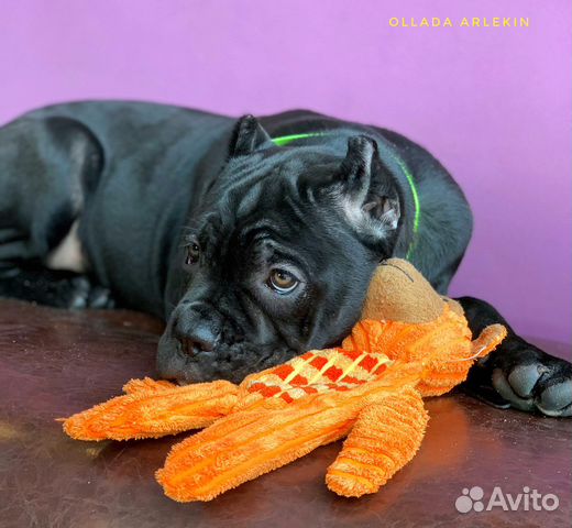 Кане Корсо черная красотка