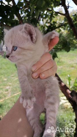 Беспородная