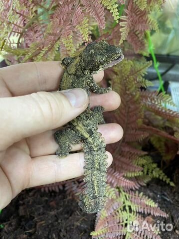 Лопастехвостый геккон Кюля