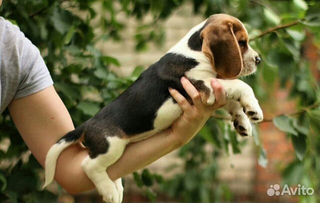 Щенки бигль