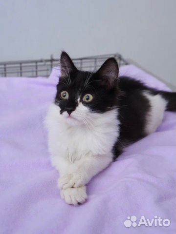 Котенок мальчик в добрые руки