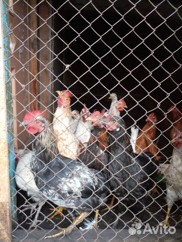 Продам куриц несушек