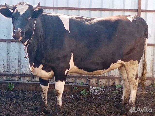 Телка на мясо