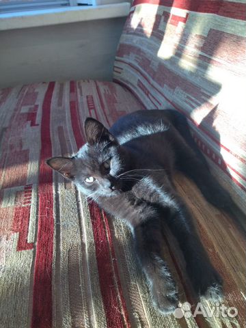 Отдам в добрые руки