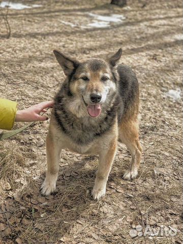 Собака долго не проживёт в приюте