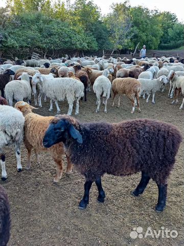 Ягнята баранчики