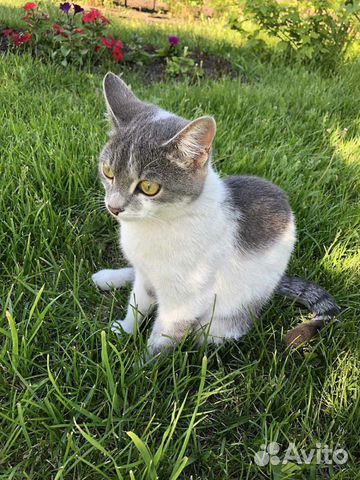 Отдам кошку Дашу