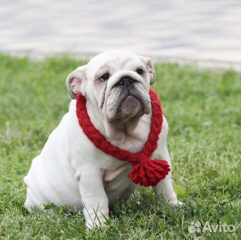 Английский бульдог