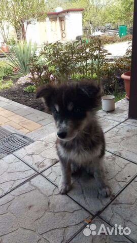 Собака щеночек