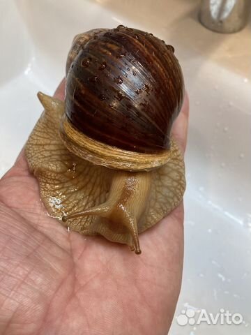 Ахатина в добрые руки