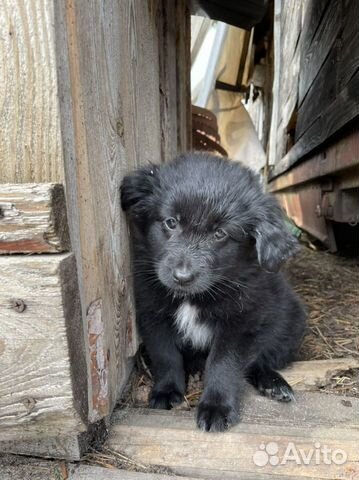 Малышок ищет дом