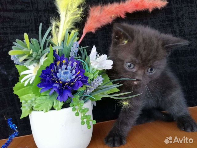 Кошка