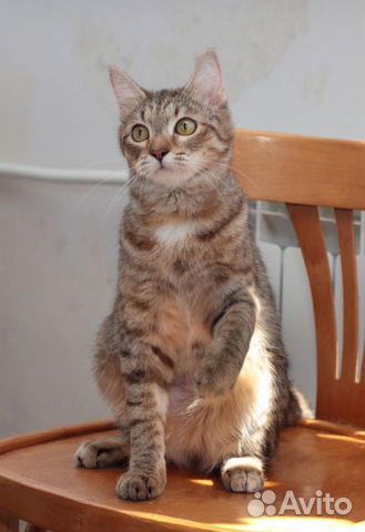 Кошка