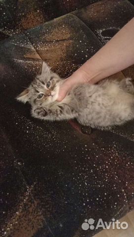Котенок британский