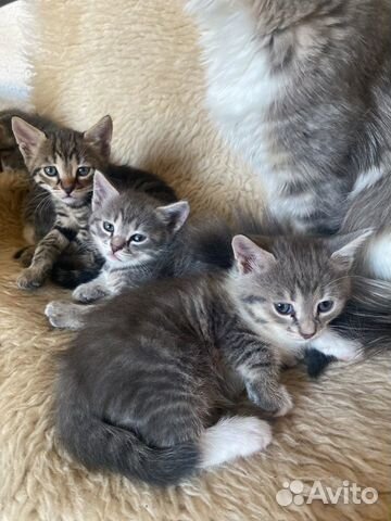 Котята в добрые руки