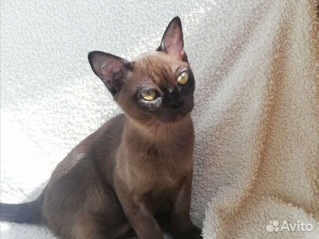 Бурманские котята