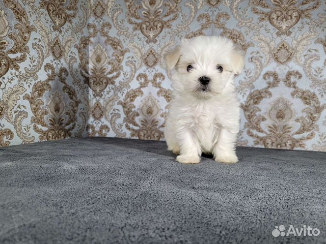 Мини-девочка мальтезе
