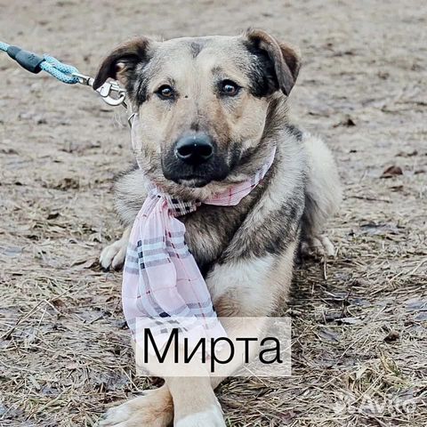 Мирта, одна из тысячи