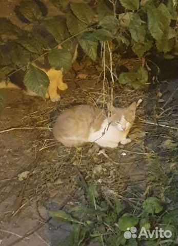 Котята. Нужна помощь
