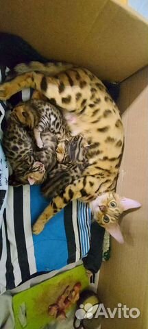 Бенгальские котята