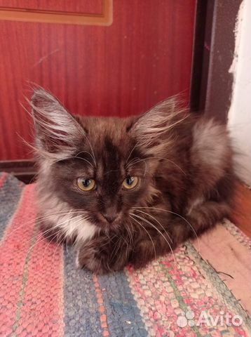 Ласковый котенок в дар