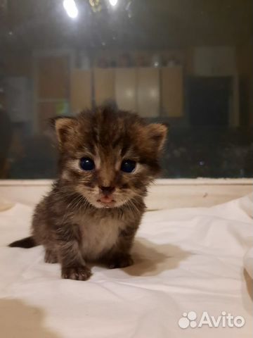 Котёнок в добрые руки